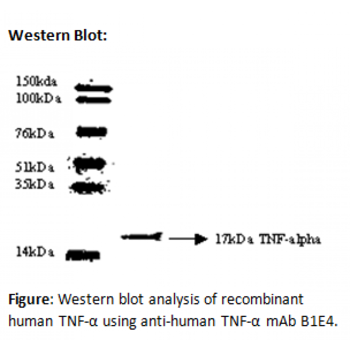 mAb anti-Human TNF-α, B1E4, Detector