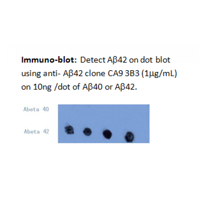 mAb anti-Amyloid β Peptide 42, CA9 3B3