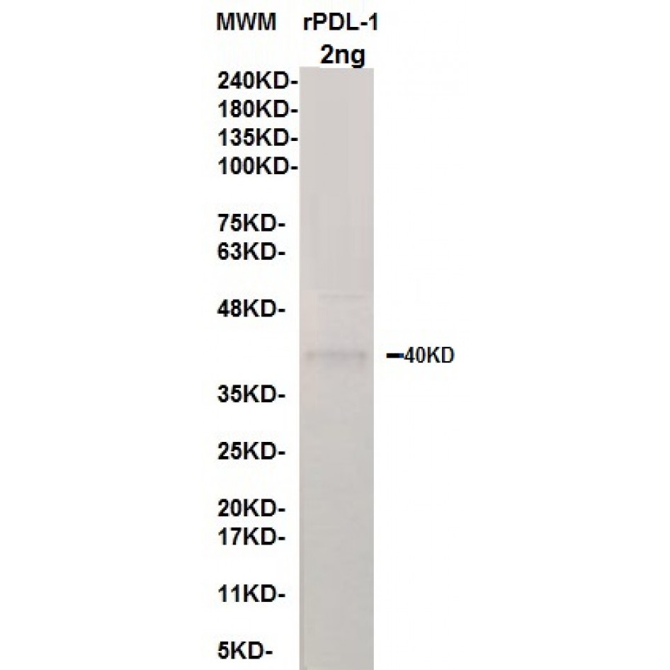 mAb anti Human PD-L1 clone 8C12